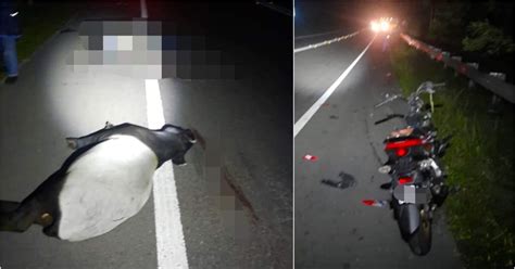 Penunggang Motosikal Maut Langgar Tapir Utusan Malaysia
