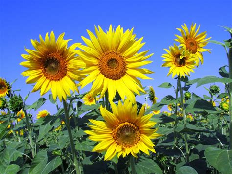 Poze creştere camp luncă floare petală a inflori vară botanică