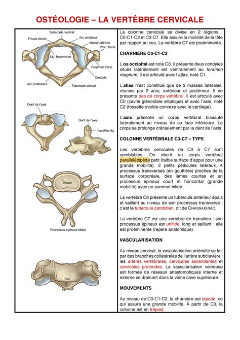 ANATOMIE DU RACHIS OSTÉOLOGIE LA VERTÈBRE CERVICALE La colonne