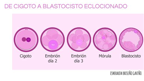 Diagrama Cigoto Blastocisto By Esmeralda Brise O Gavi O On Prezi