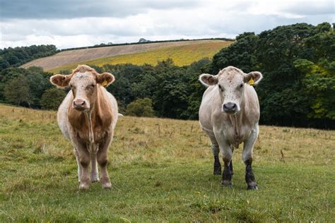Cow Object Detection Dataset By Cow