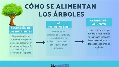 C Mo Se Alimentan Los Rboles Para Ni Os Y Ni As