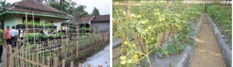 Desain Penataan Pekarangan Kawasan Rumah Pangan Lestari Pekarangan