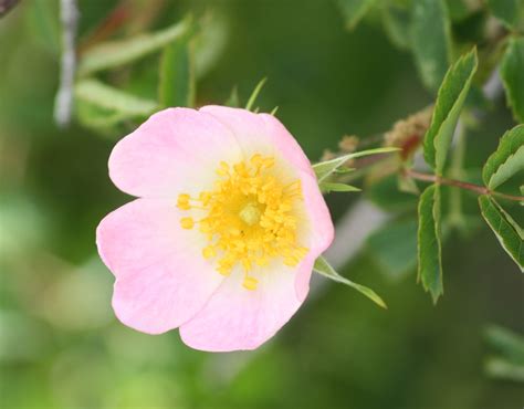 Bourgeons déglantier en gemmothérapie bienfaits et utilisations