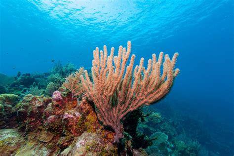 Le barriere coralline sono più estese del previsto