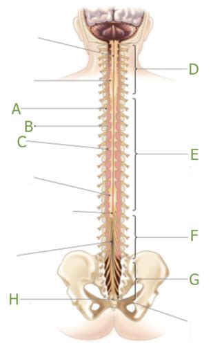 Spinal Cord Spinal Nerve Anatomy Practical 3 AP I Flashcards Quizlet