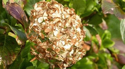 Hortensienblüten werden braun Gründe und einfache Lösungen