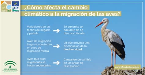 Efectos del cambio climático en la migración de las aves LIFE Adaptamed