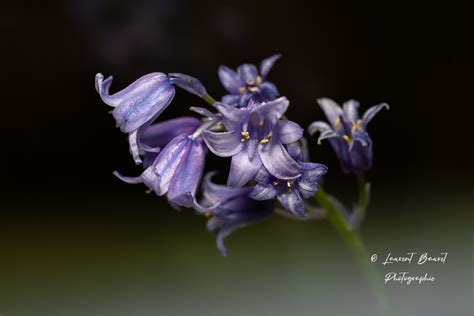 Jacinthe Des Bois Ou Jacinthe Sauvage Hyacinthoides Non S Flickr