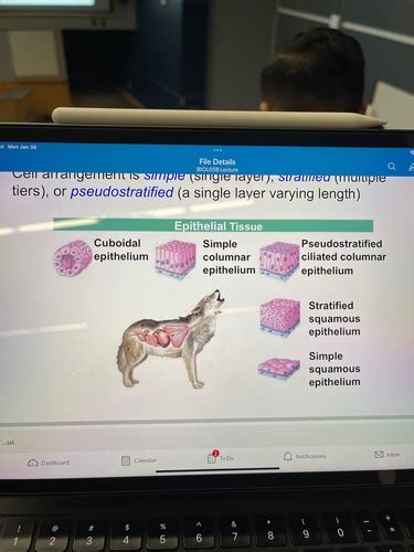 Biol B Midterm Flashcards Quizlet