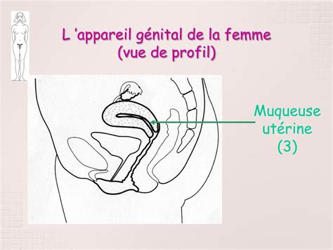 PPT L appareil génital de la femme PowerPoint Presentation free