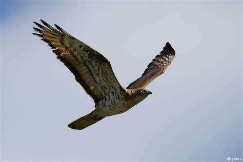 Les oiseaux protégés par la ZPS Natura 2000 Piège et collines du