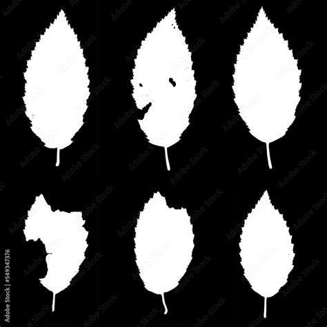 K Plant Leaf Opacity Map Texture Leaf Mask Texture Black And White