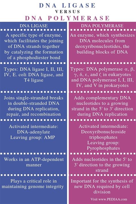 Difference Between Dna And Rna Pediaacom