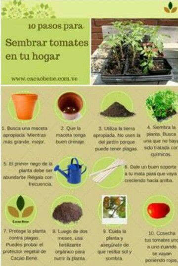 Cómo Sembrar Tomates en Casa en 10 Pasos Sembrar tomates Plantas de