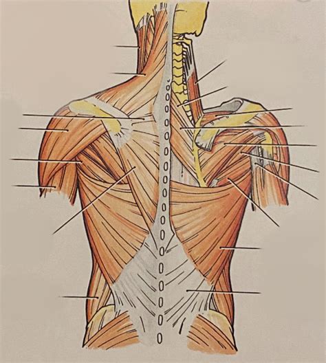 Superficial Back Muscles Diagram Quizlet