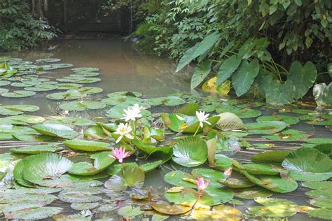 Bosque Alemão em Curitiba o que fazer como é a visita