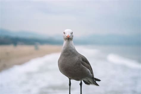 Kostenlose Bild Seemöwe ozean tier strand vogel meer sommer