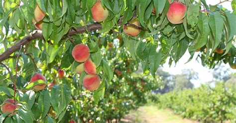Peaches Apricots Nectarines Rutec Pty Ltd