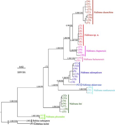 bayesian inference and maximum likelihood phylogenies number in download scientific diagram
