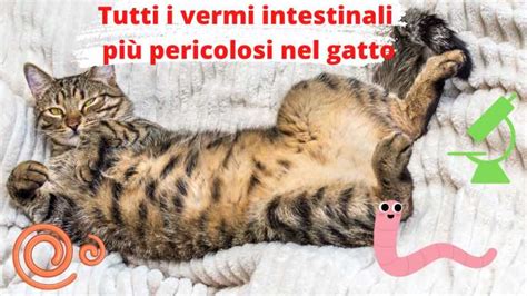 Vermi Sanguinari Nel Corpo Del Tuo Gatto Cosa Sono E Come Curarli