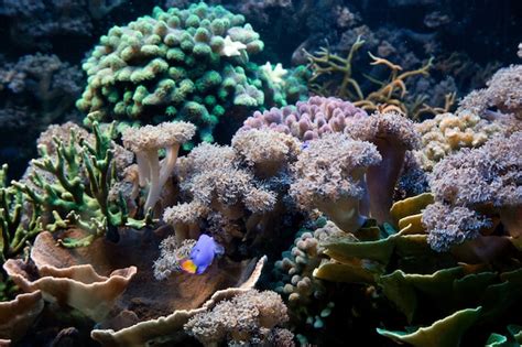 Algas Y Plantas Marinas Foto Gratis