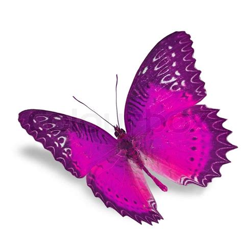Rosa Schmetterling Stock Bild Colourbox