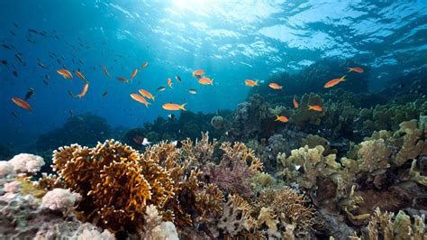 What Do Fish Eat In The Ocean