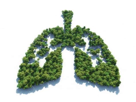 Pneumocystoza Przyczyny Zaka E Grupy Ryzyka Objawy I Leczenie Wp