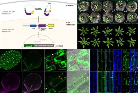 New Phytologist