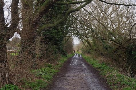 Track Overhung By Ash Trees David Lally Cc By Sa 2 0 Geograph