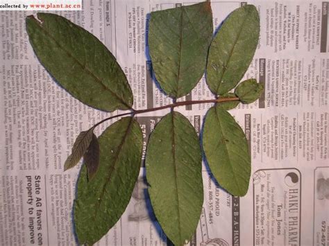 Psidium guajavaGuava 植物图片库 植物通