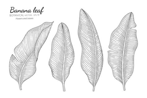Premium Vector Banana Leaf In Hand Drawn Botanical Illustration