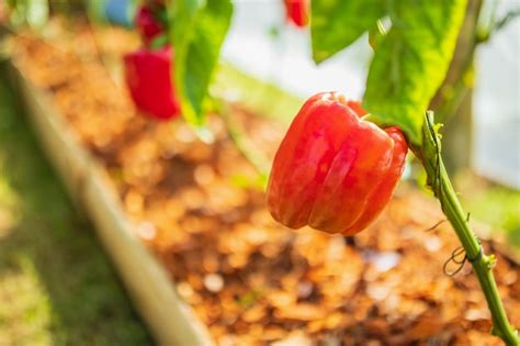 Planta de pimiento rojo que crece en huerto orgánico Foto Premium