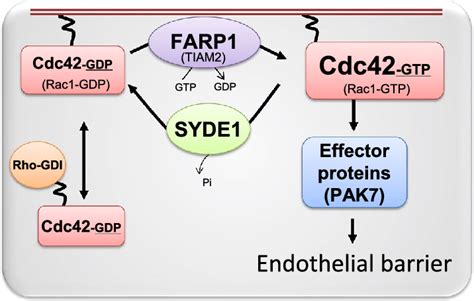 CDC42 Is A Main Regulator Of Barrier Function In Resting Endothelial