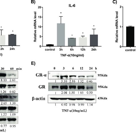 TNF α induced inflammatory cytokines and regulated mRNA and protein
