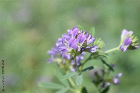 Medicago Sativa Alfalfa Lucerne In Bloom Close Up Alfalfa Is The