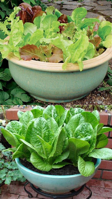 20 Best Vegetables For Container Gardening A Piece Of Rainbow