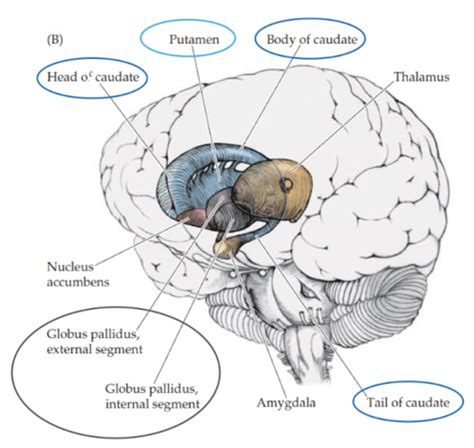 Basal Ganglia Exam Flashcards Quizlet