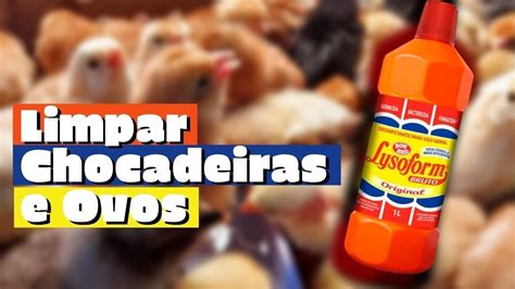 DESINFETANDO A CHOCADEIRA COLOCANDO OVOS PARA CHOCAR YouTube