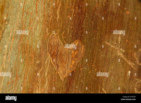 Fondo De Textura De Madera Recorta La Foto De Un Fondo De Textura La