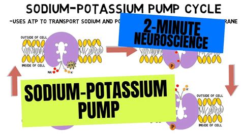 Sodium Potassium Pump Diagram