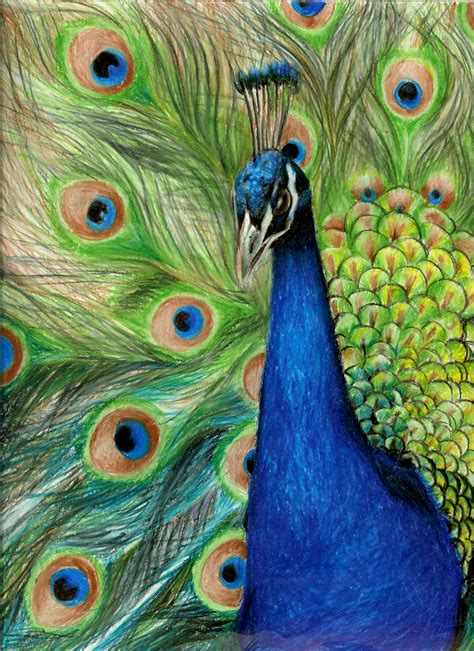 Peacock Color Pencil Art Color Pencil Sketch Peacock Art