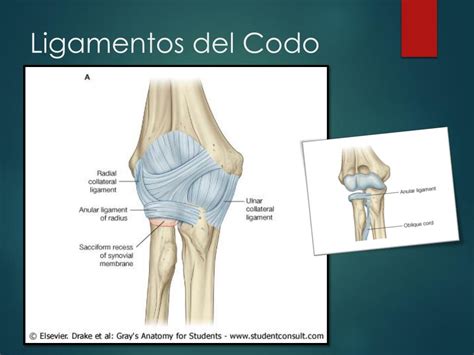 Anatomia Del Codo