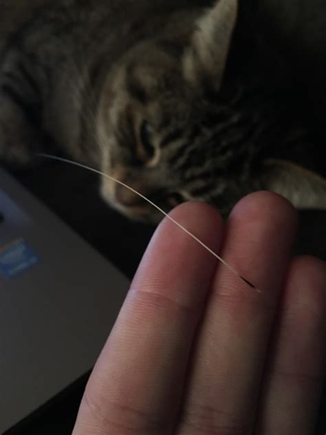 One Of My Cats Whiskers Fell Out R Mildlyinteresting