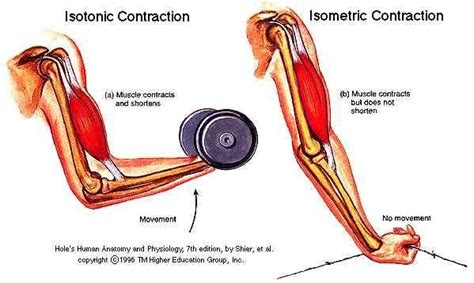 Studyblue Isometric Contraction Muscle Contraction Muscular