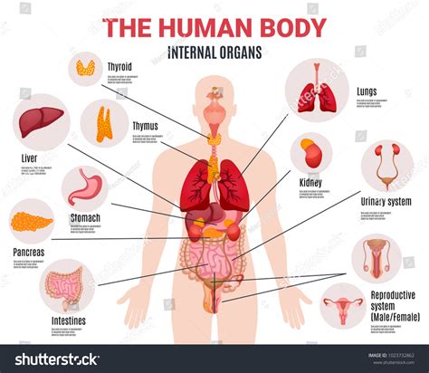 Human Body Internal Organs Schema Flat Stock Vector Royalty Free