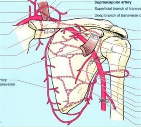 Suprascapular Artery Model