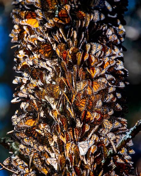 Colonie De Papillons Monarques Danaus Plexippus Sur Un Tronc De Pin
