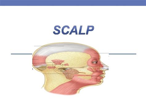 Skin Subcutaneous Tissue Connective Tissuedense
